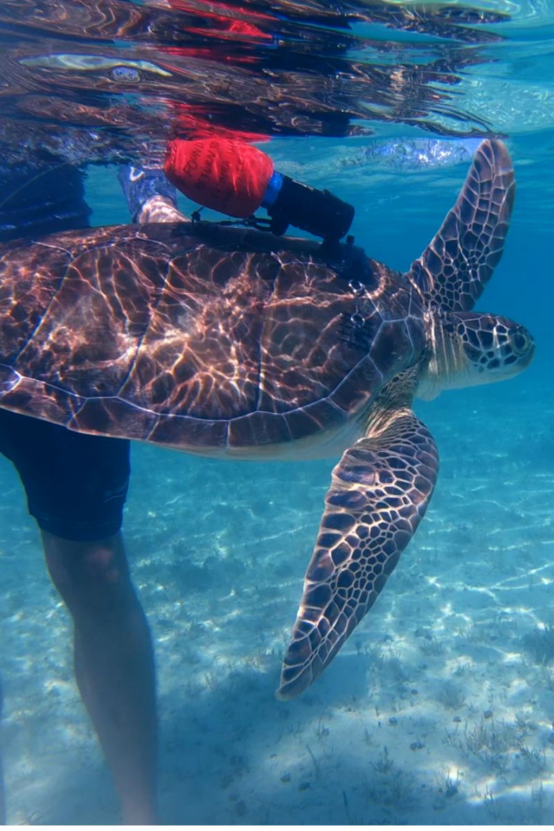 Nathan Robinson's Turtle Cam Reveals Social Sea Turtles and Urges Ocean ...