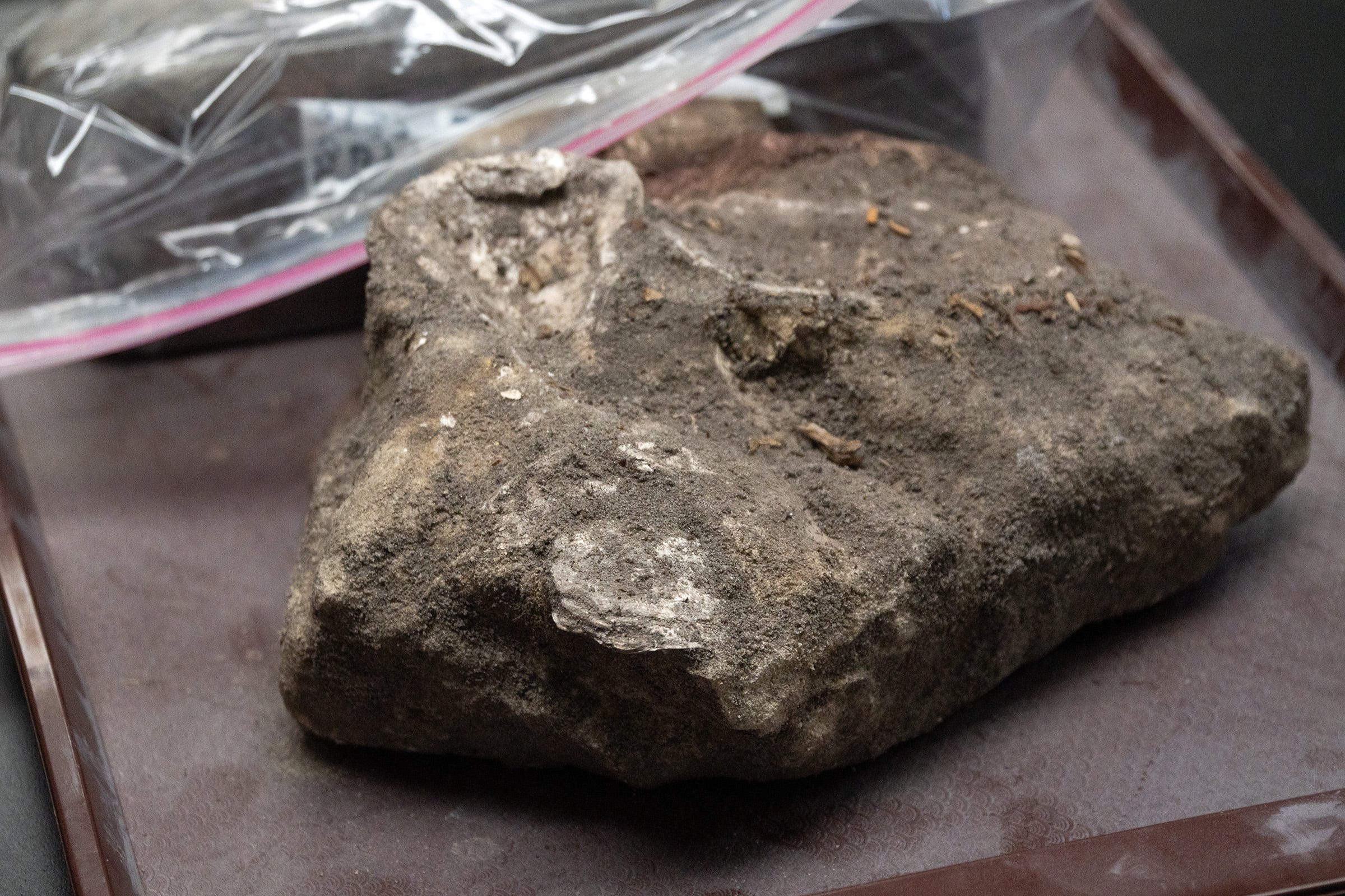 Dig into history at historical society event commemorating Florida ...