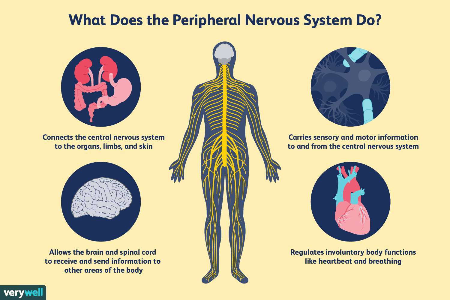 How the Peripheral Nervous System Works
