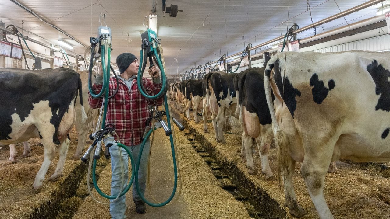 Quebec dairy farmers brace for costs to spike amid U.S. tariffs