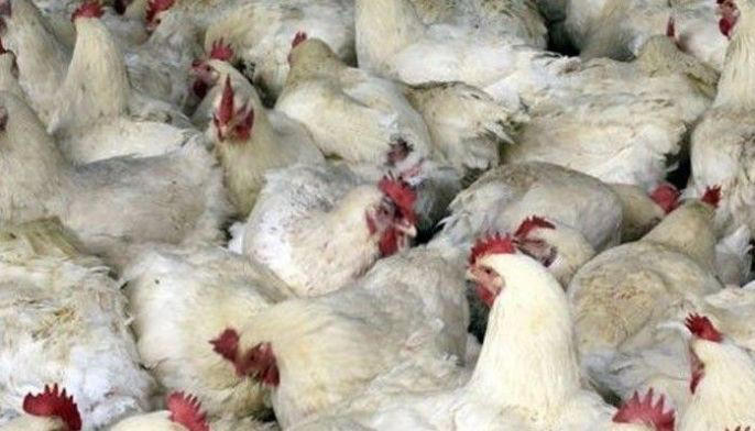 DA bans US poultry imports