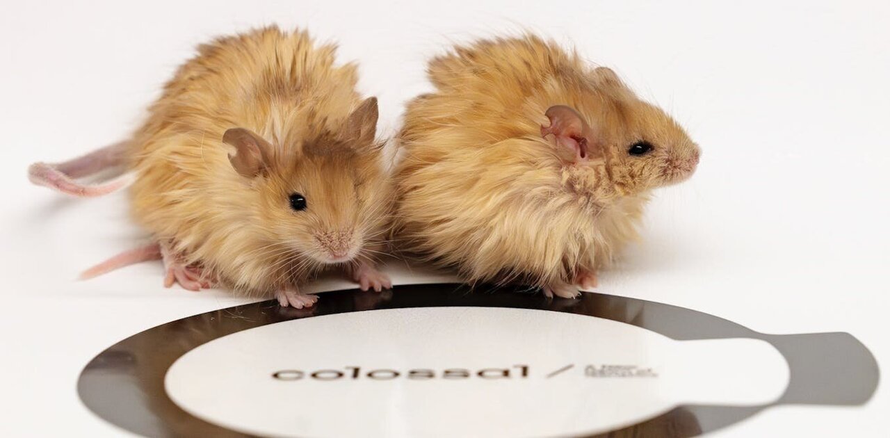 Woolly mice are cute and impressive—but they won't bring back mammoths ...