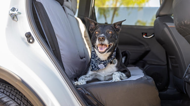 2025 Subaru Forester Sport: What do dogs think?