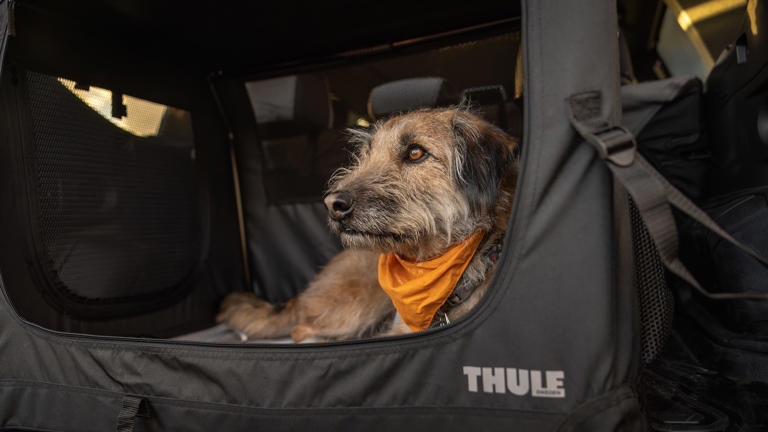 2025 Subaru Forester Sport: What do dogs think?