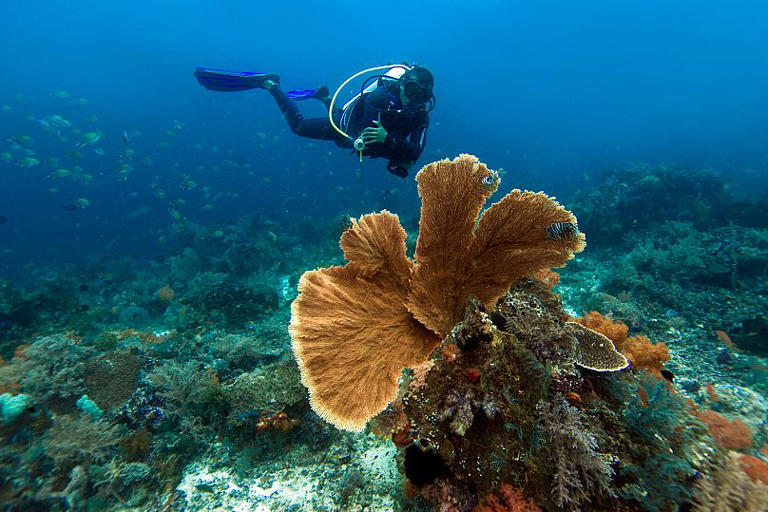 Serene Indonesia: A guide to the best food, wellness and beach ...