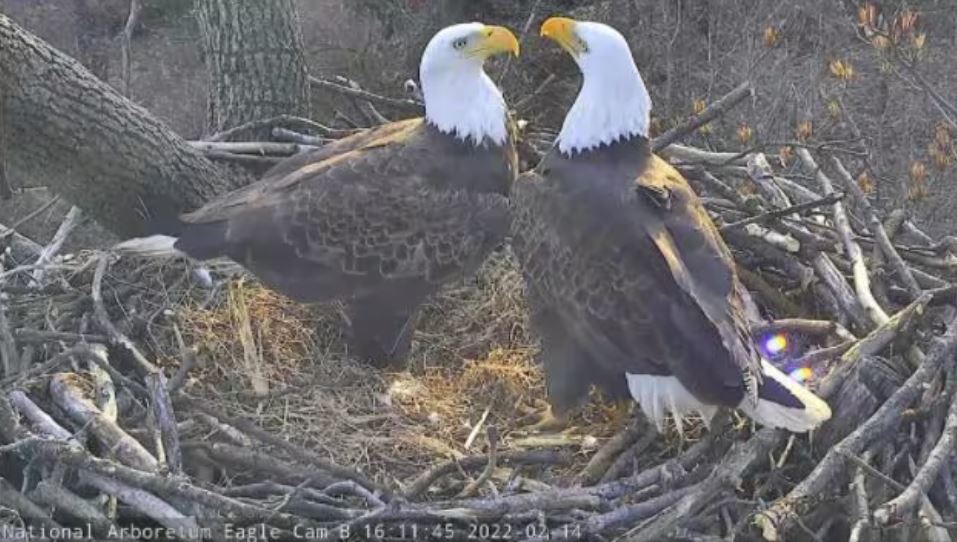 At the National Arboretum, D.C.’s most famous eagle couple is expecting