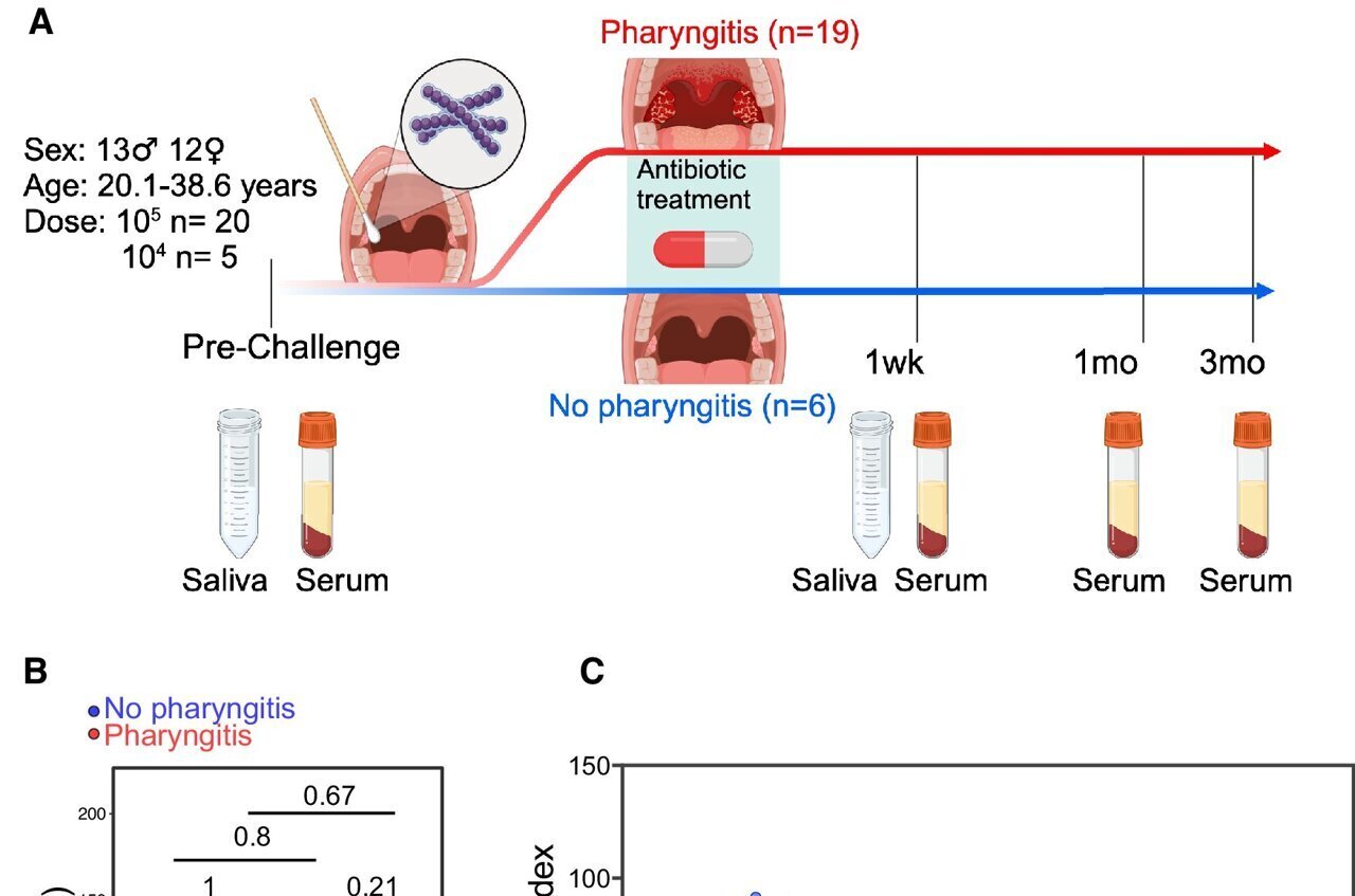 Strep A vaccine progress: New antibody discovery fuels development