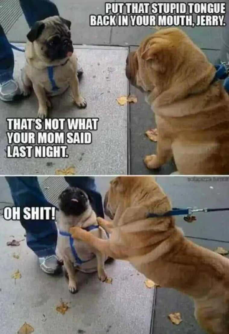 40 Funny Dog Memes That’ll Have You Howling With Laughter (March 6, 2025)