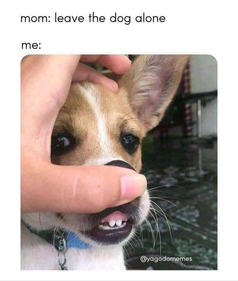 40 Funny Dog Memes That’ll Have You Howling With Laughter (March 6, 2025)