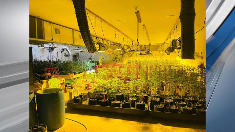 More than 600 plants seized in illegal grow bust