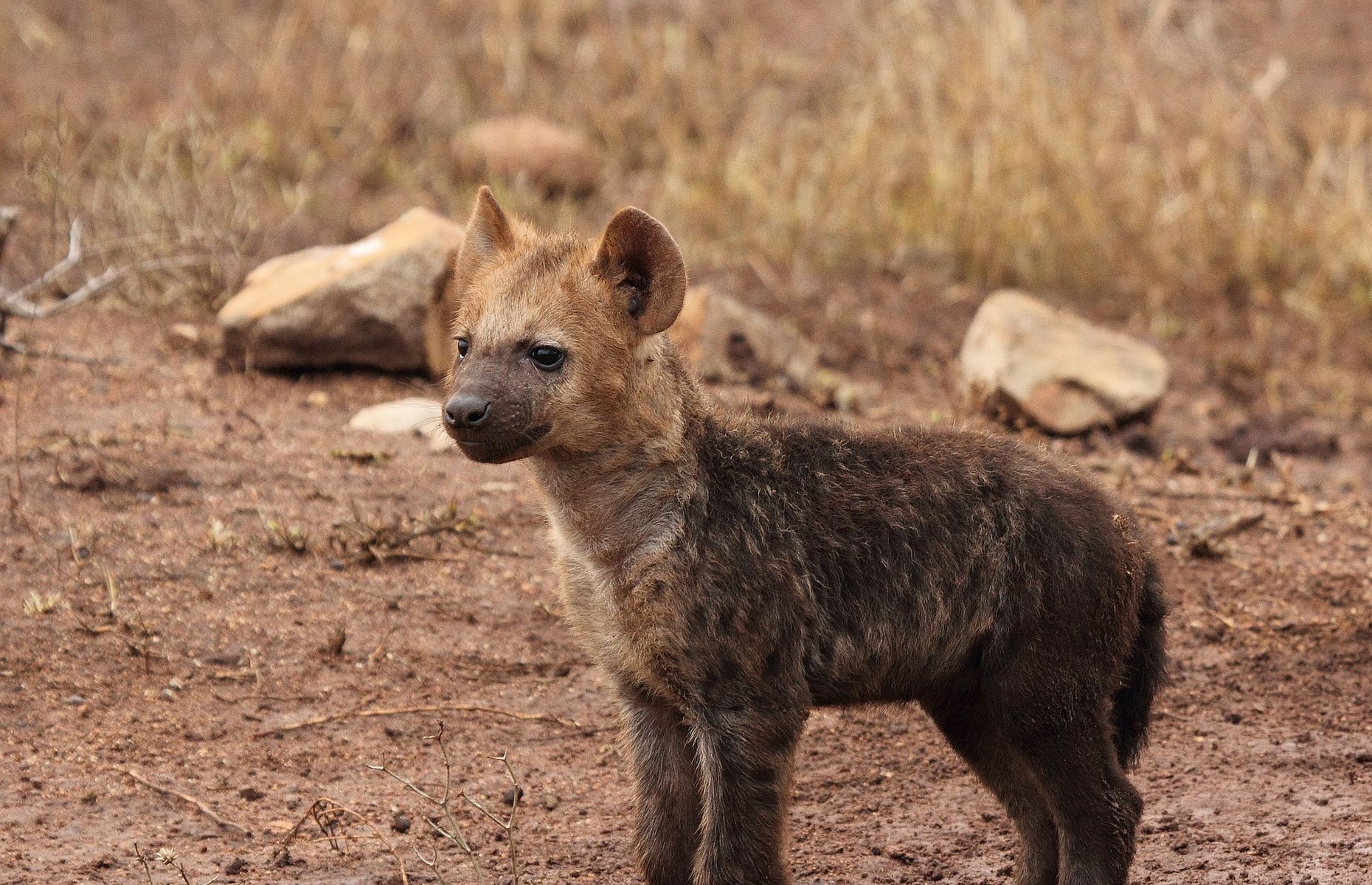 20 facts about the most misunderstood animals on Earth