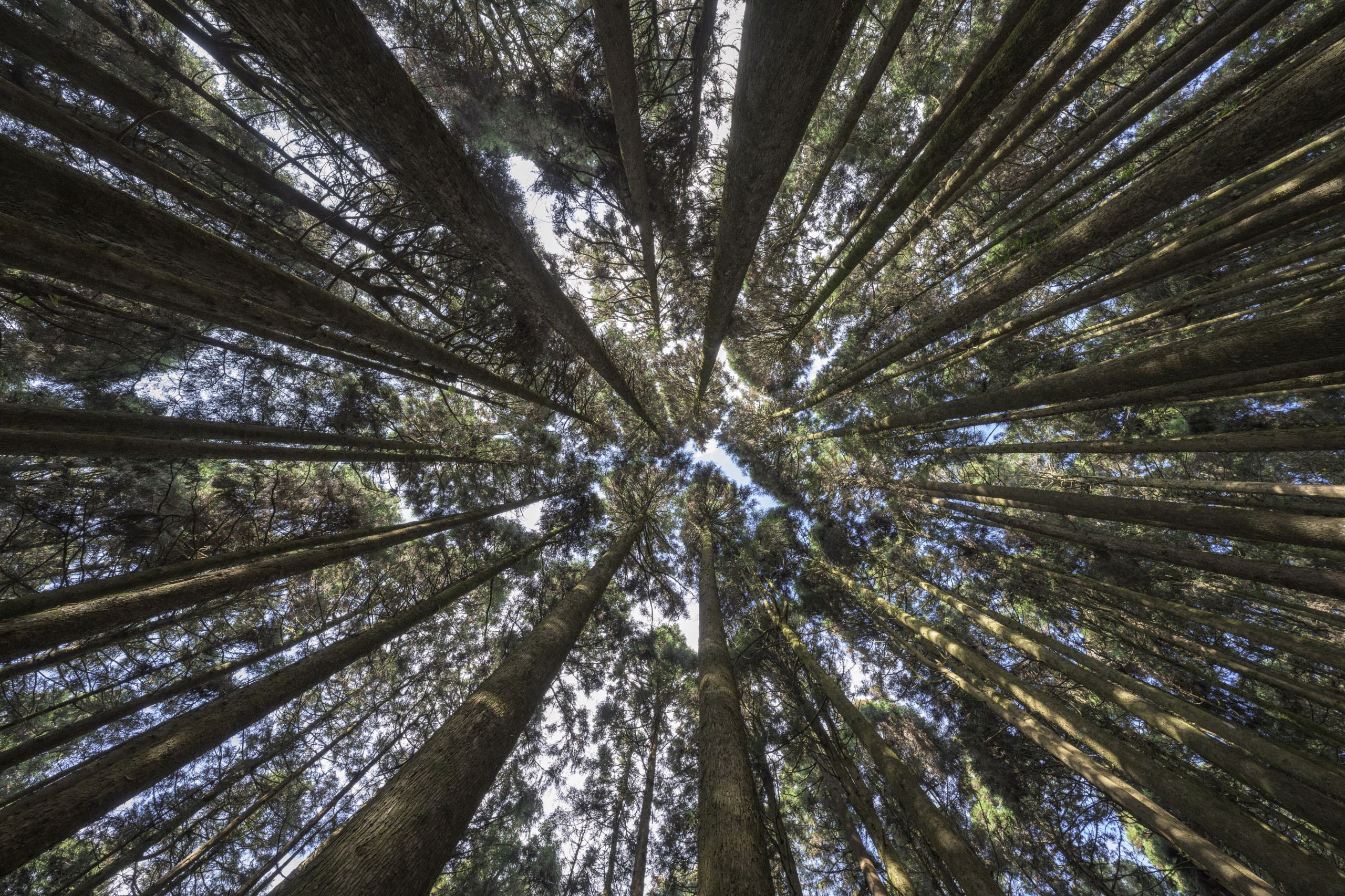 Why some trees avoid touching: exploring crown shyness