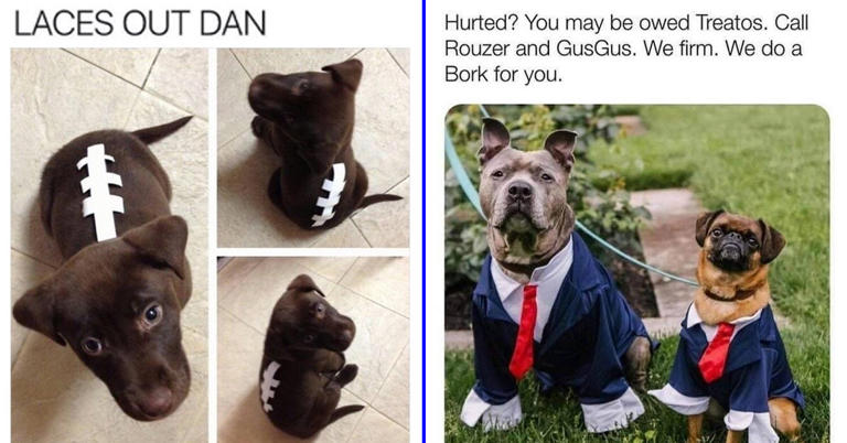 40 Funny Dog Memes That’ll Have You Howling With Laughter (March 6, 2025)