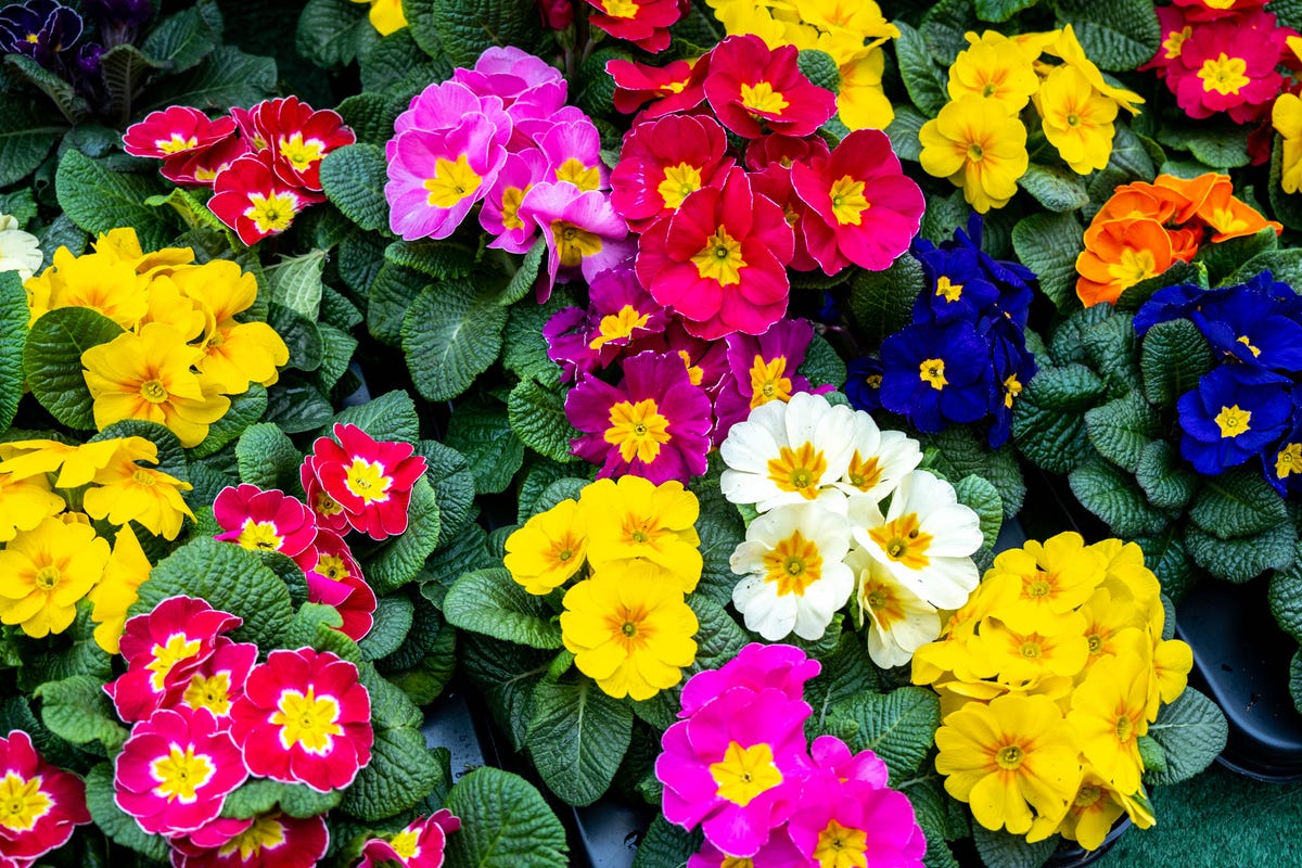 These Are the Best Shade-Loving Flowers and Plants for Your Yard