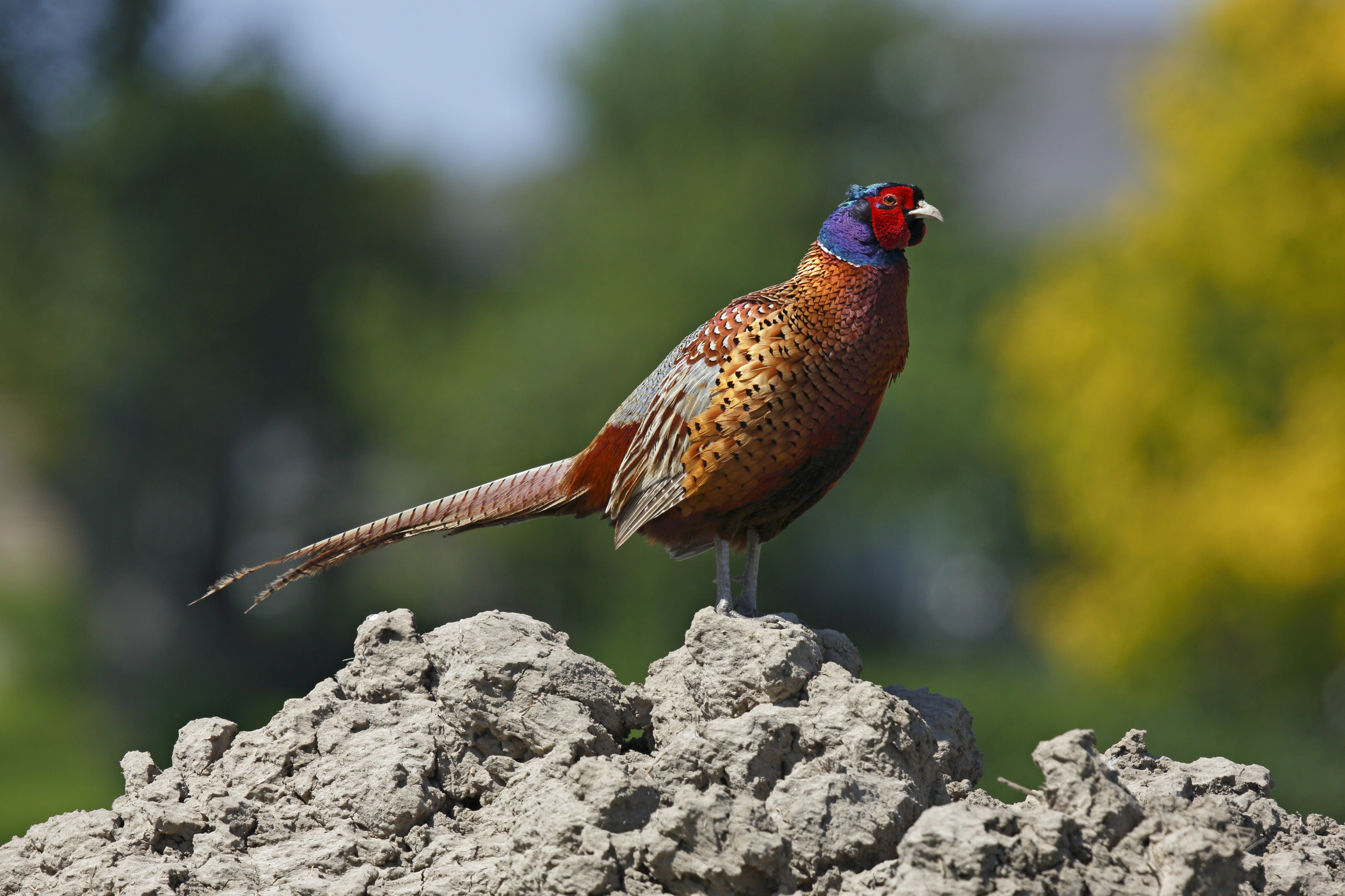 These are the state birds of the USA