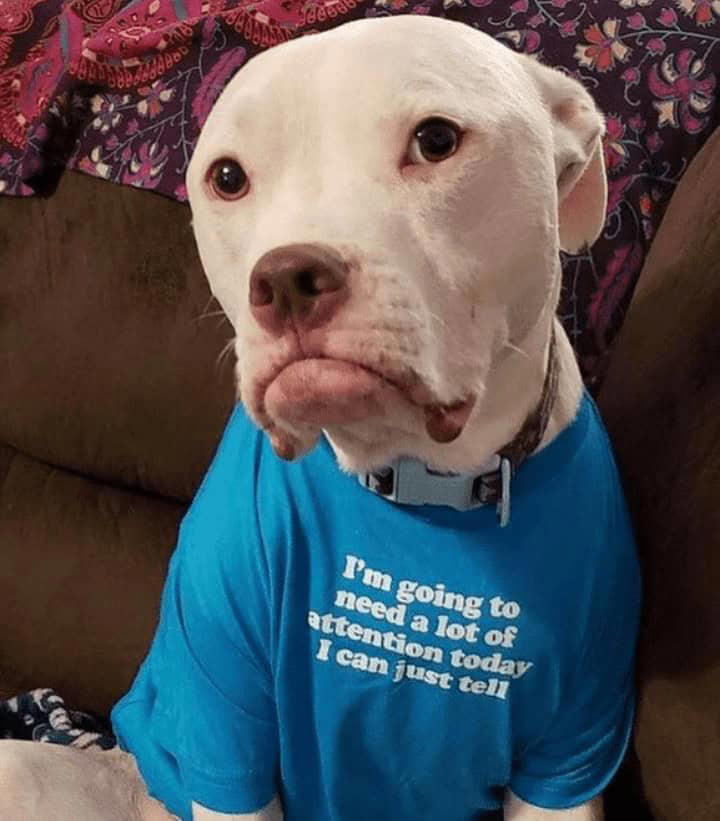 40 Funny Dog Memes That’ll Have You Howling With Laughter (March 6, 2025)