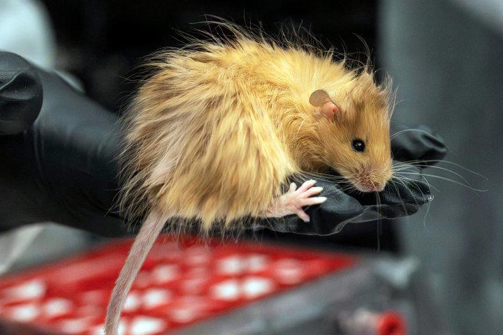 Jurassic Park… but fuzzier. Scientists say they’ve made a ‘woolly mouse’