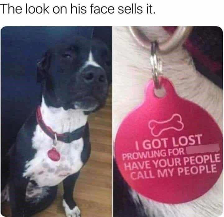 40 Funny Dog Memes That’ll Have You Howling With Laughter (March 6, 2025)