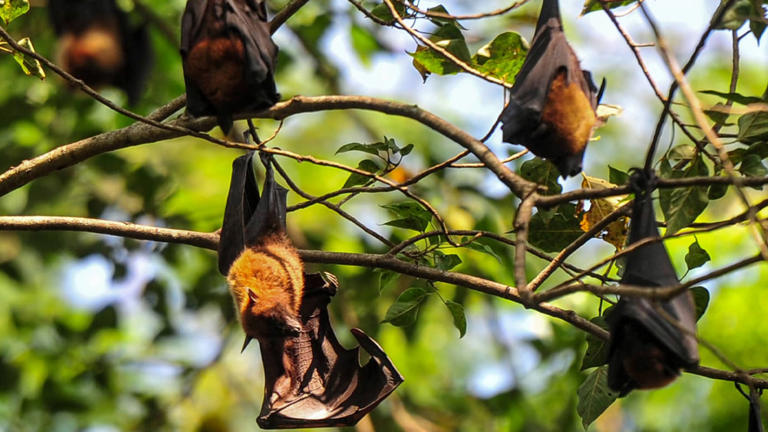 Nipah Virus Alert: Kerala Strengthens Precautions As Bat Breeding ...