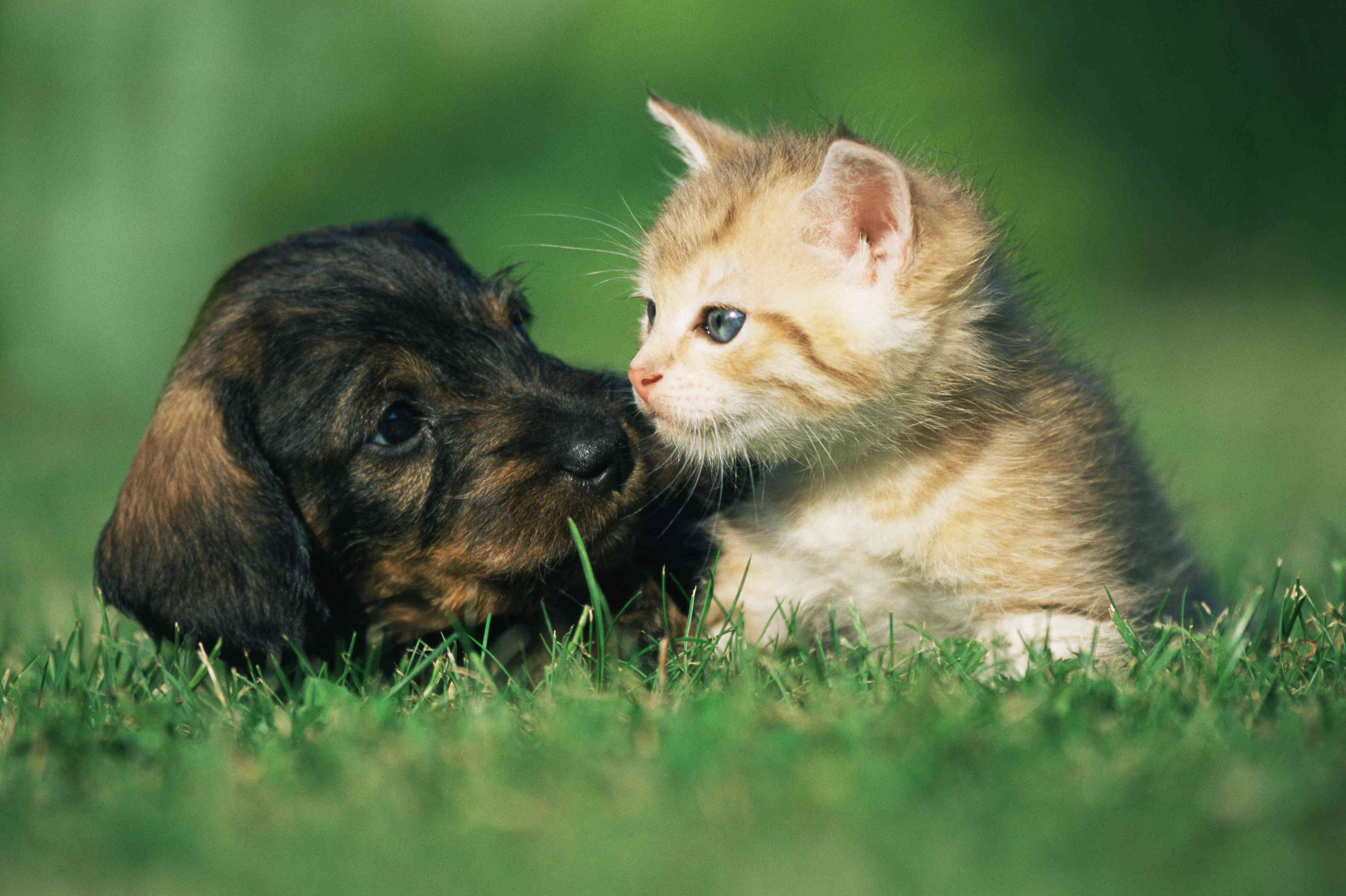 What Pet Is Best for Your Personality? Take This Quiz to Find Out