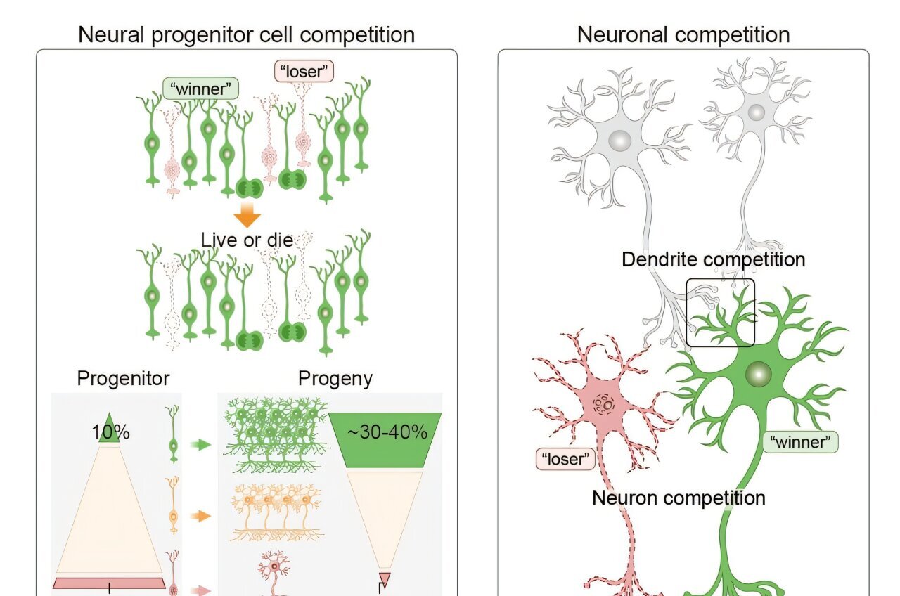 How brain cells compete to shape our minds from development to aging