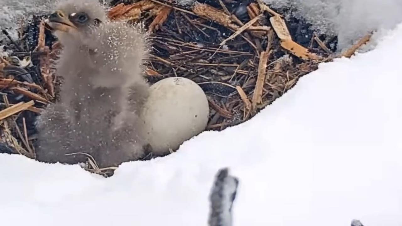 Big Bear Eagle cam: Third egg begins hatching