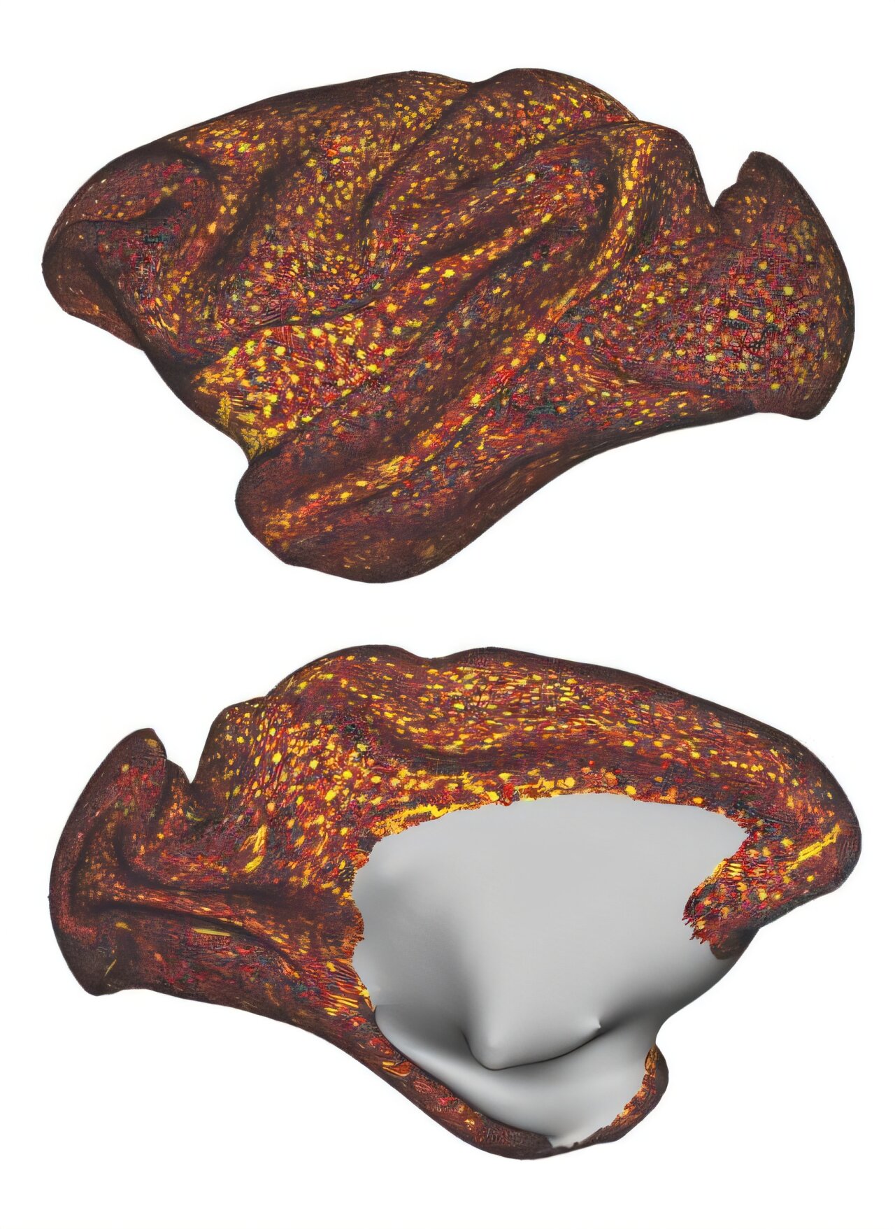 Monkey brain map reveals blood vessels are densest in energy-intensive ...