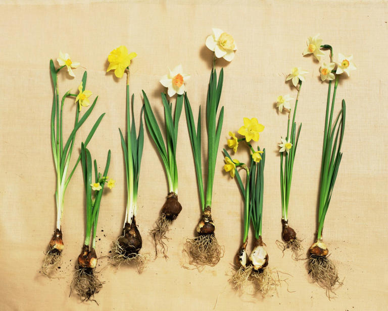 How to grow beautiful daffodils: Care, planting and propagation made easy