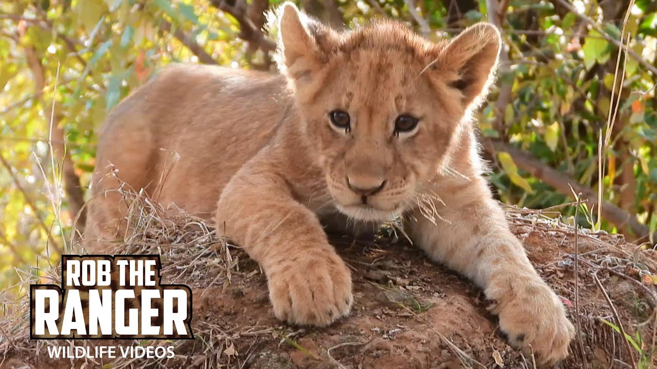 Watch adorable lion cubs play in the heart of the pride