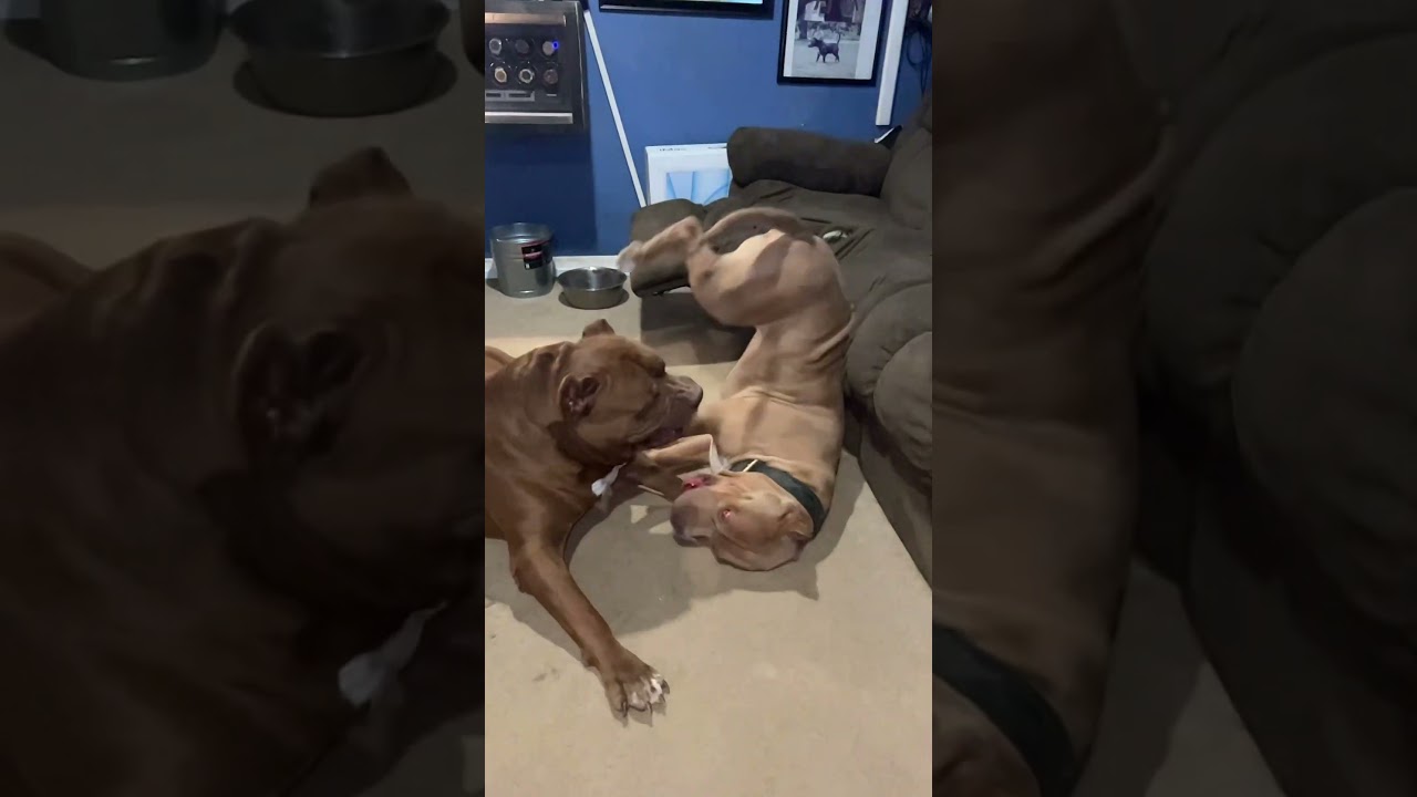 Goofy pit bull takes a tumble off the couch while playing