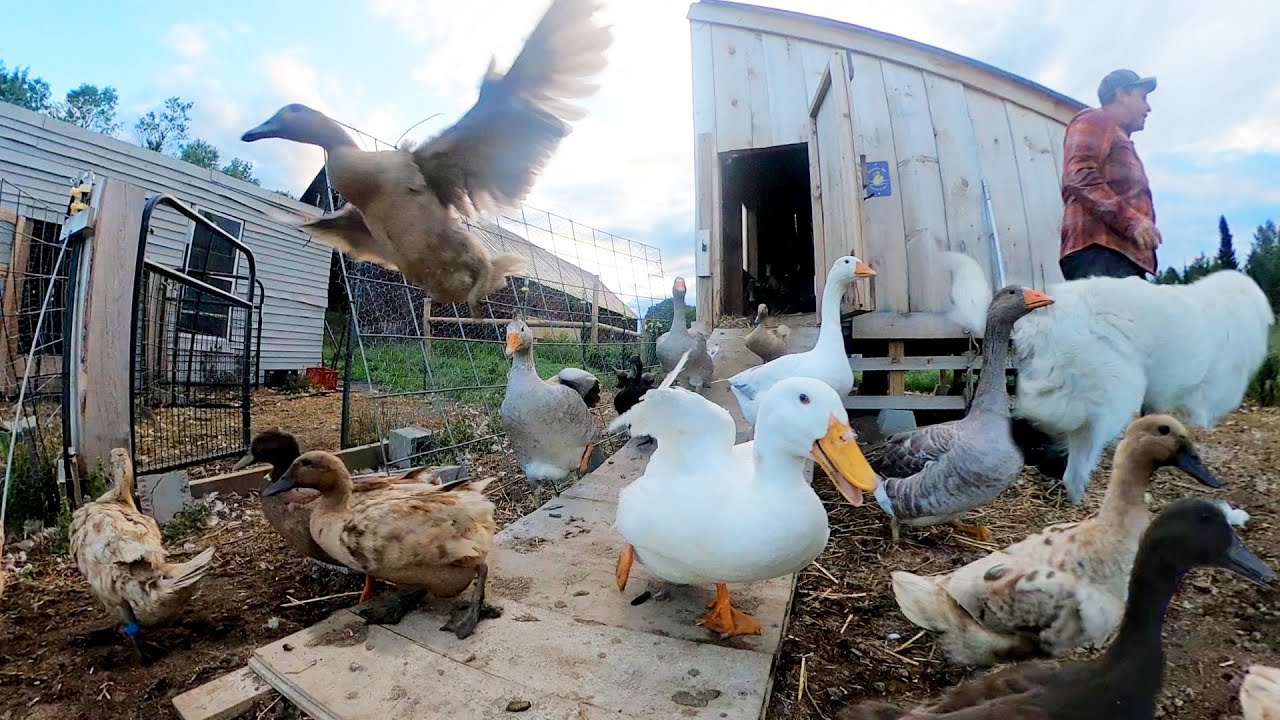 Preventing a War Between Two Duck Flocks