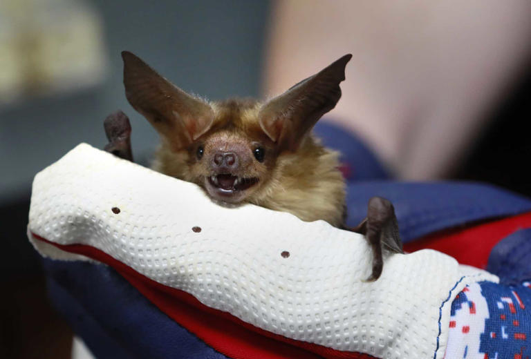 Dead bat infected with rabies found in Berkeley