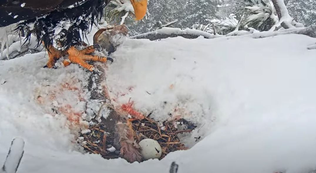 Baby #3 is here! Beloved Big Bear eagles' third egg hatched