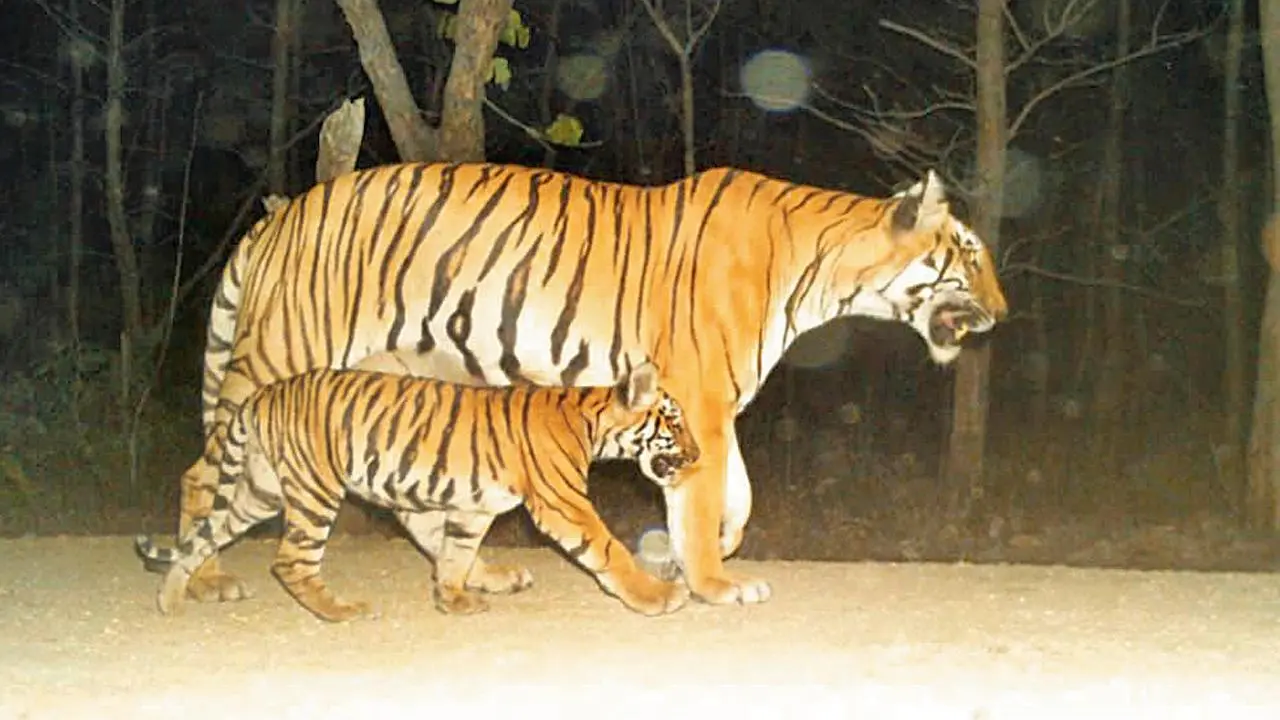 Wandering tiger’s unusual hunting pattern stalls capture in Maharashtra