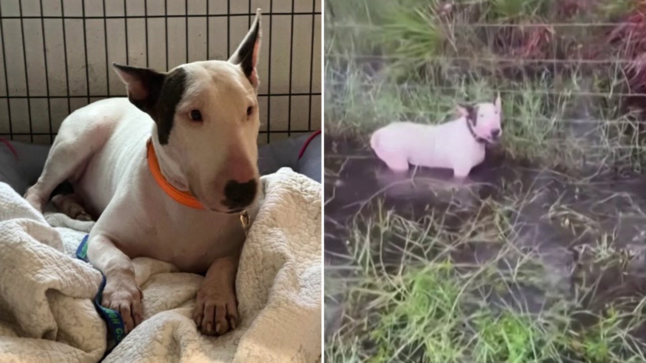 ‘Trooper’s Law’: Dog abandoned on I-75 during Hurricane Milton ...