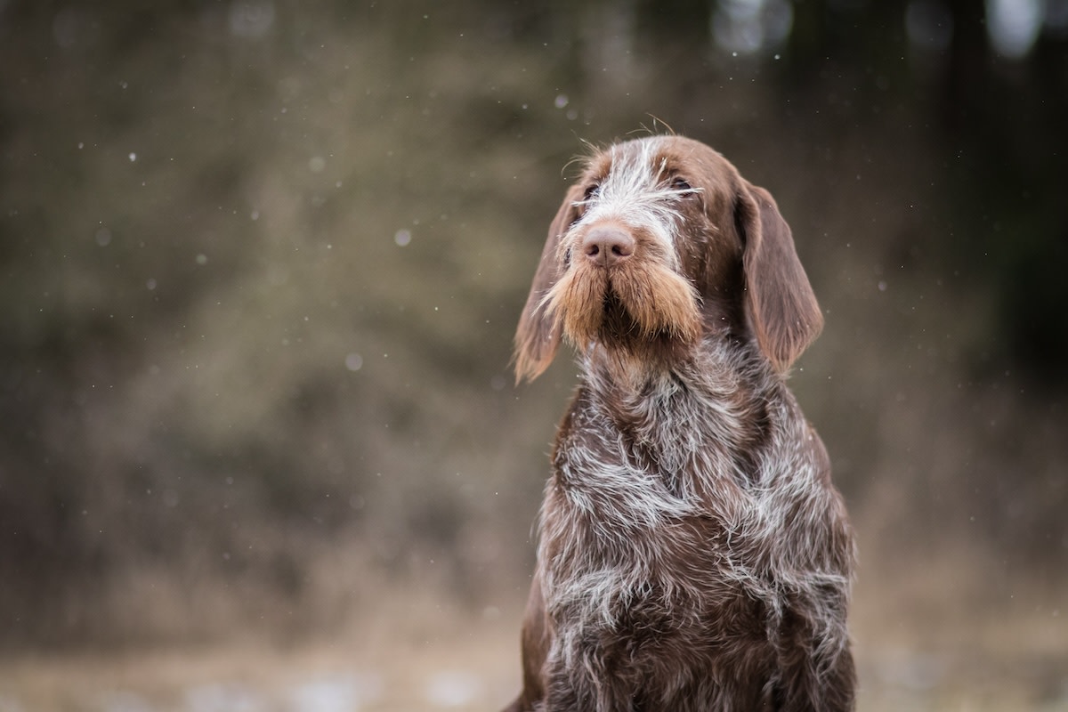 Italian Pointer's Lips Flapping In the Breeze Is Total Icon Behavior