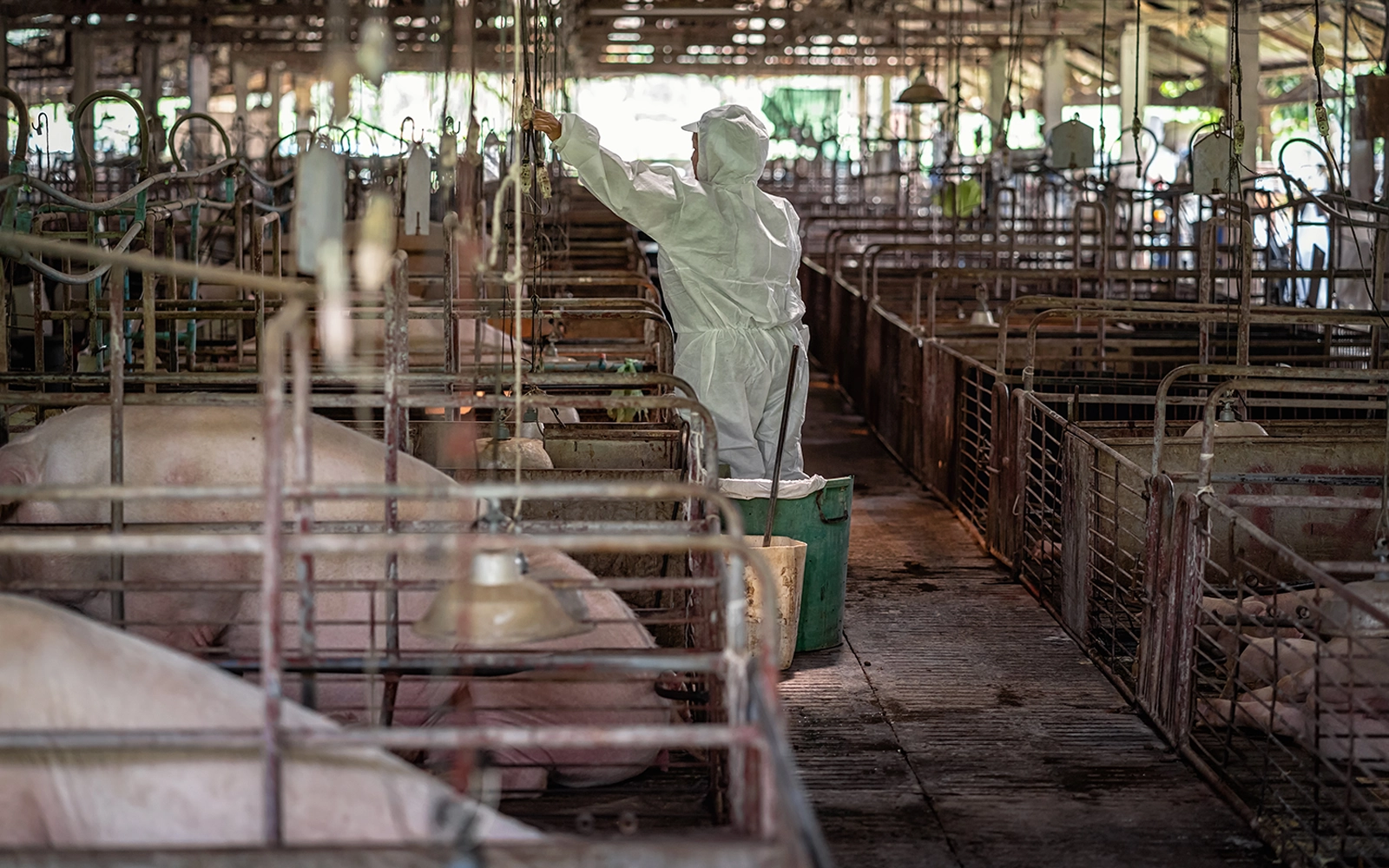 Just import pork, no need for pig farms, says Bersatu MP