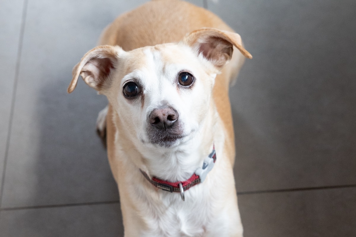 Foster Puppy Joins Adele in Sweetest Emotional Duet