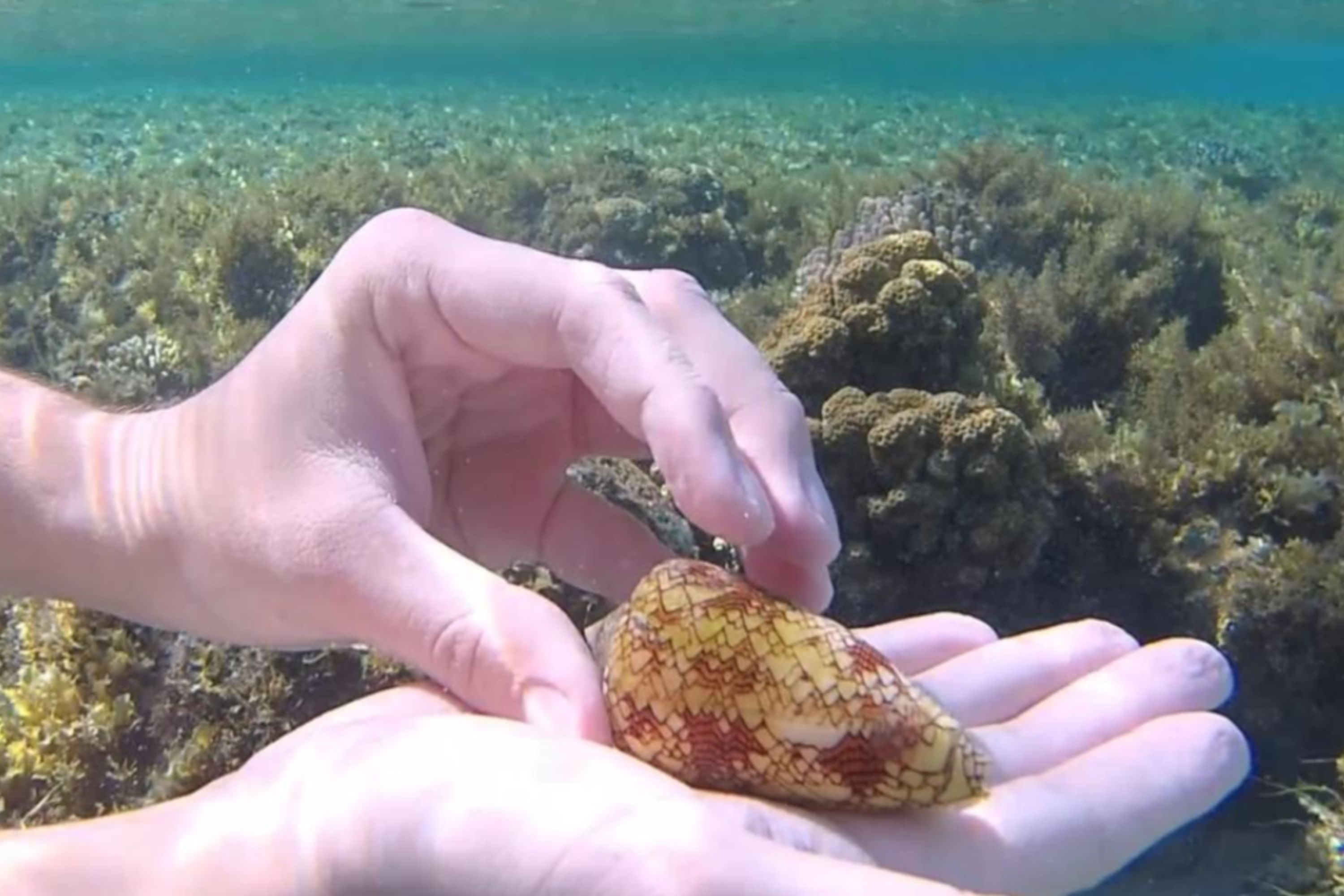 Man Picks Up Pretty Shell, Later Discovers He's 'Lucky' To Be Alive