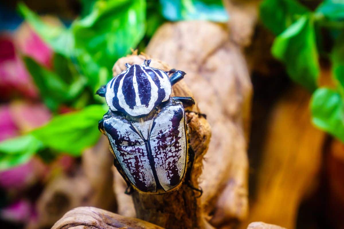 The World’s Largest Insect Is Vanishing – And Chocolate Is To Blame