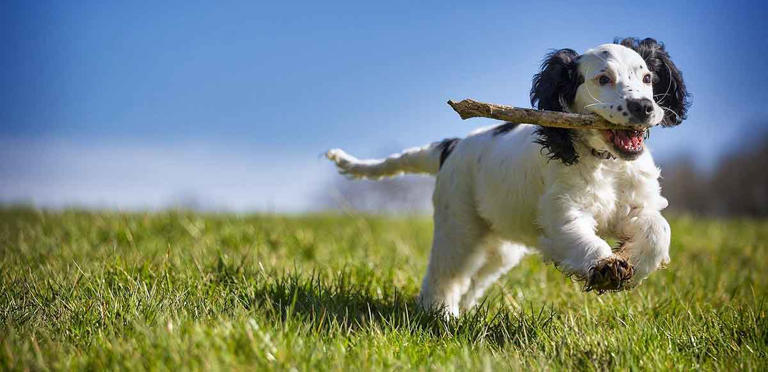 4 Tips to Create the Perfect Routine for Your Puppy