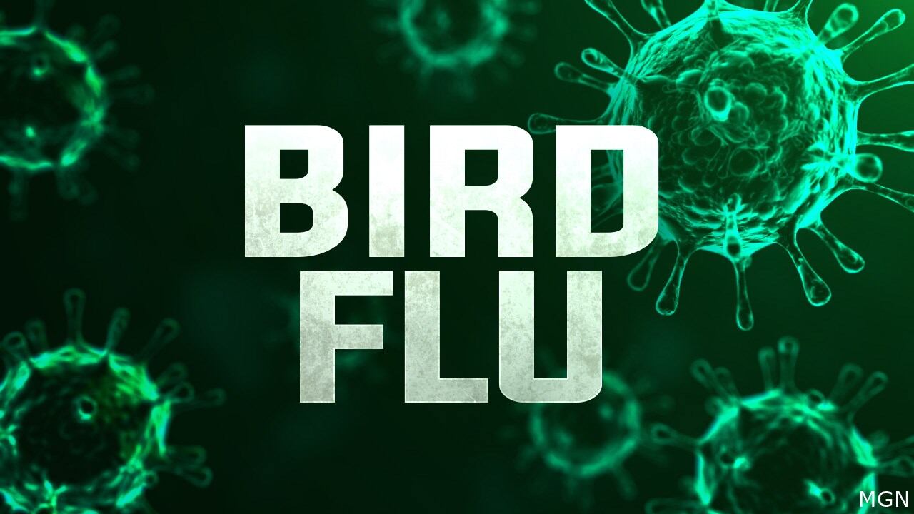 Dare County Health Department releases new bird flu guidance