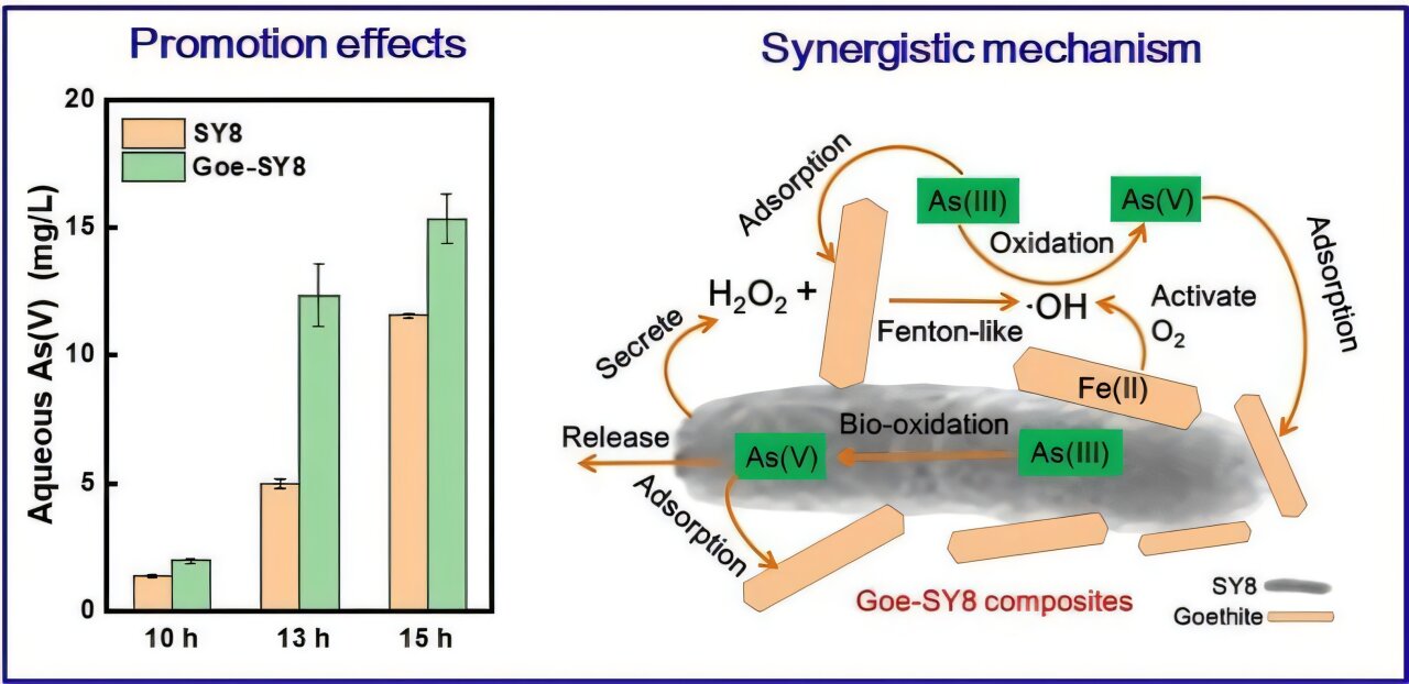 Arsenic detoxification: How bacteria and minerals work together