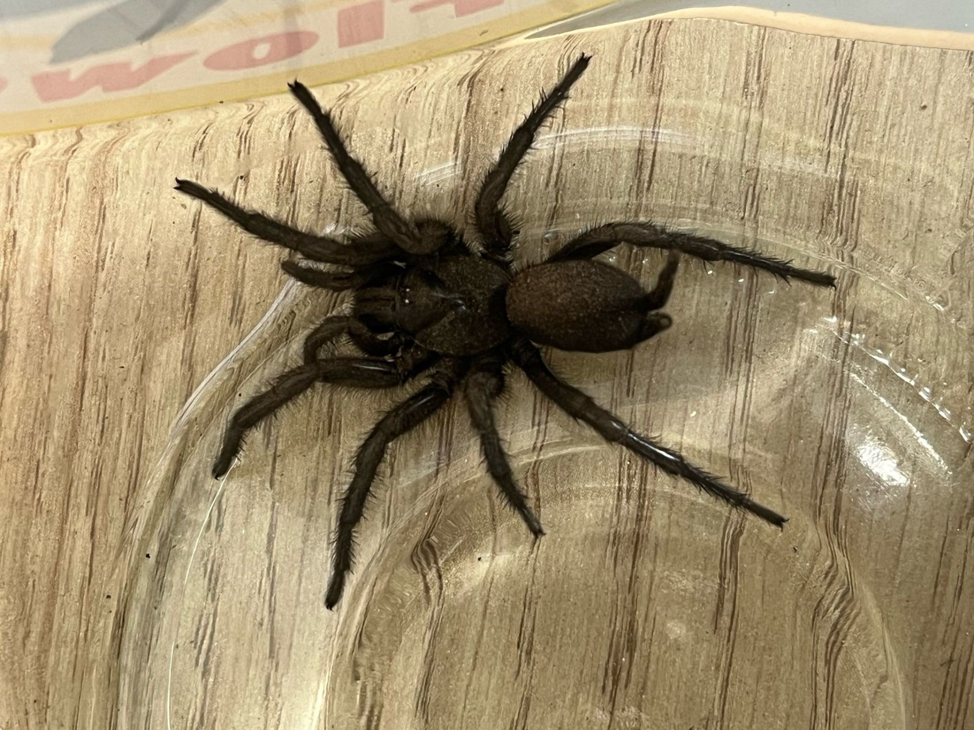 Venomous spider with 'huge appetite' spotted in the UK
