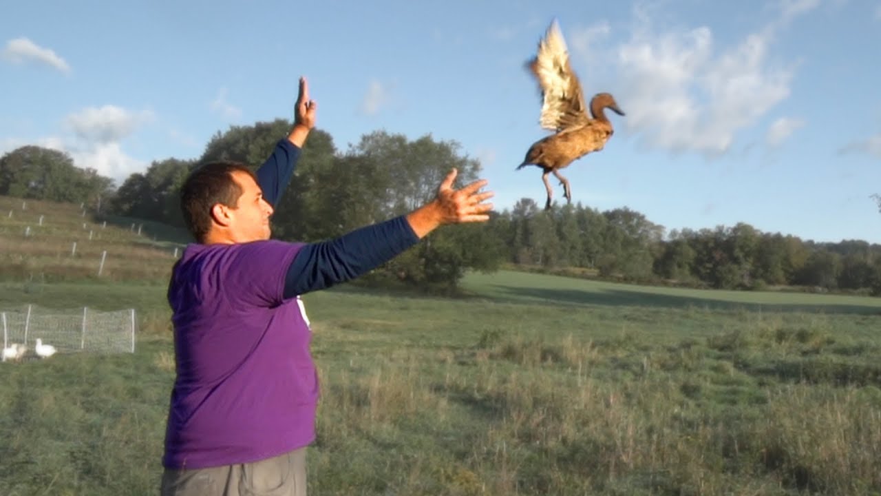 Can farm ducks really fly in open fields?