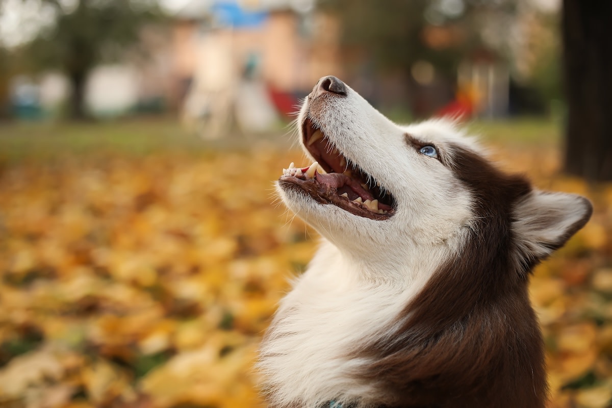 Over-the-Top Friendly Husky Proves To Be the 'Opposite of a Guard Dog'