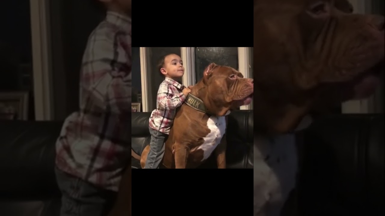 Generations of Band Practice with Hulk—Pit Bulls Can Sing Too