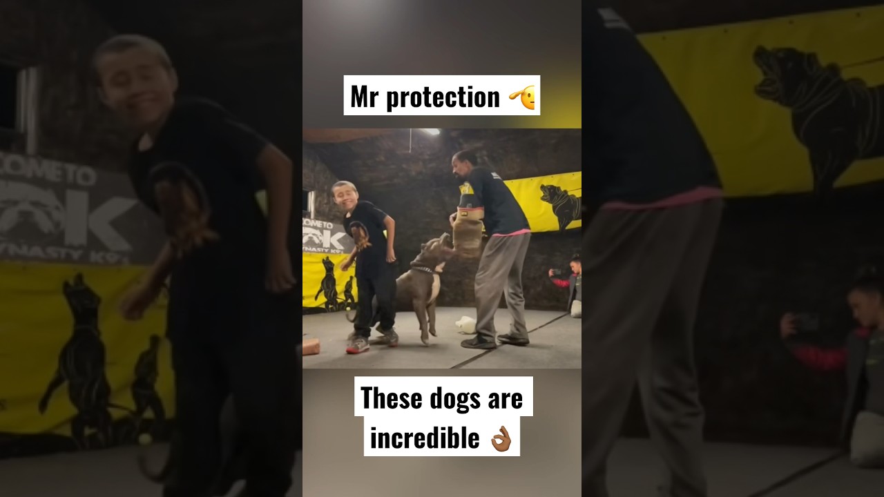 Young boy amazes with control over a giant pit bull dog