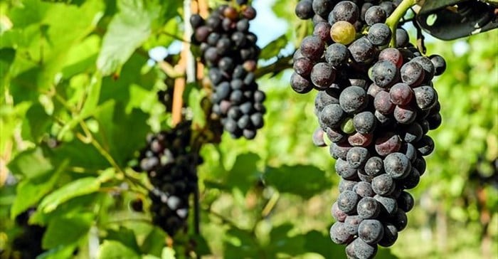 Table grape export boost: South Africa taps into the Philippines market