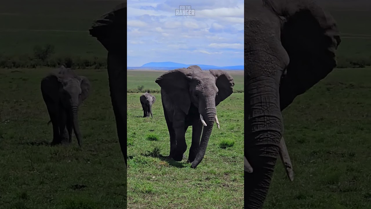 Astonishing Elephant Herd In The Wild